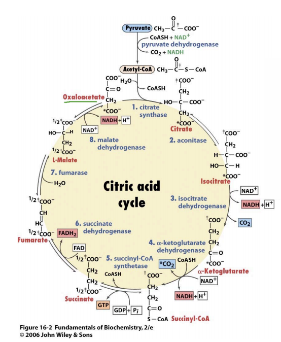 Protein therefore Glucose – 2 Keto Dudes